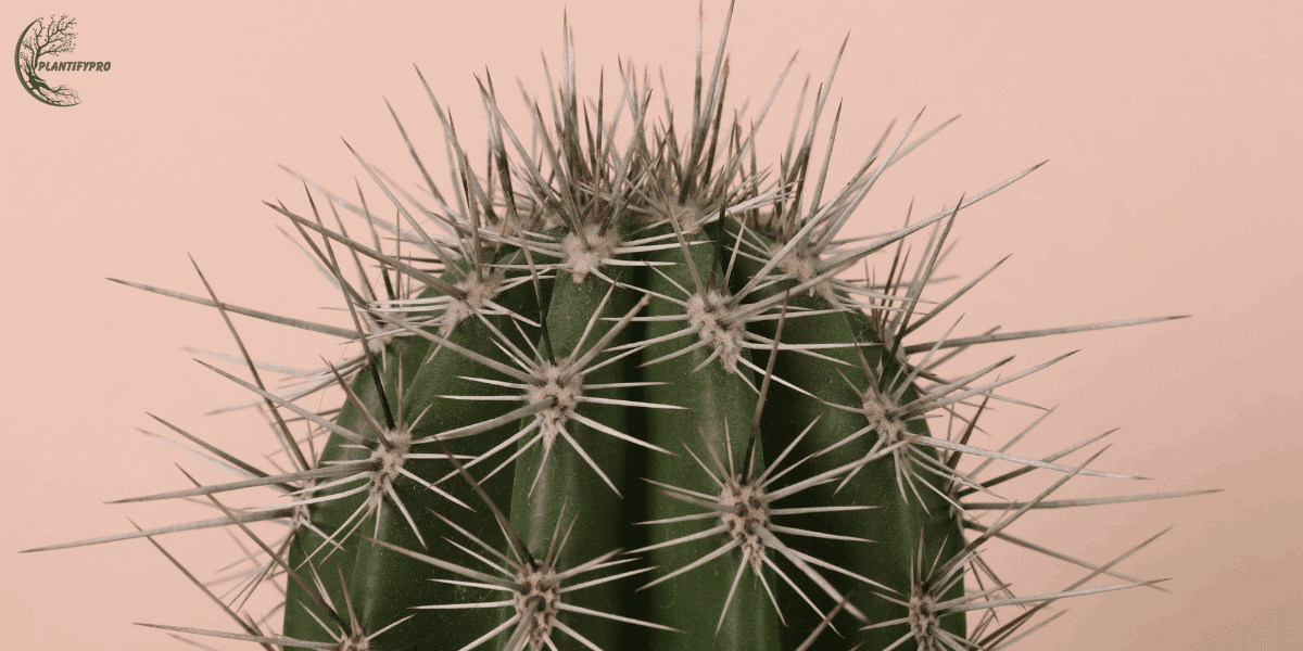 Paper Spine Cactus: A Rare Beauty with Soft Spines!