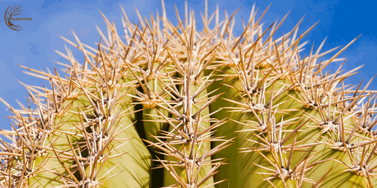 Paper Spine Cactus: A Rare Beauty with Soft Spines!