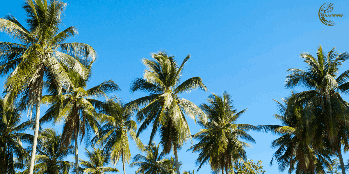 Mule Palm Tree: Discover This Resilient Wonder